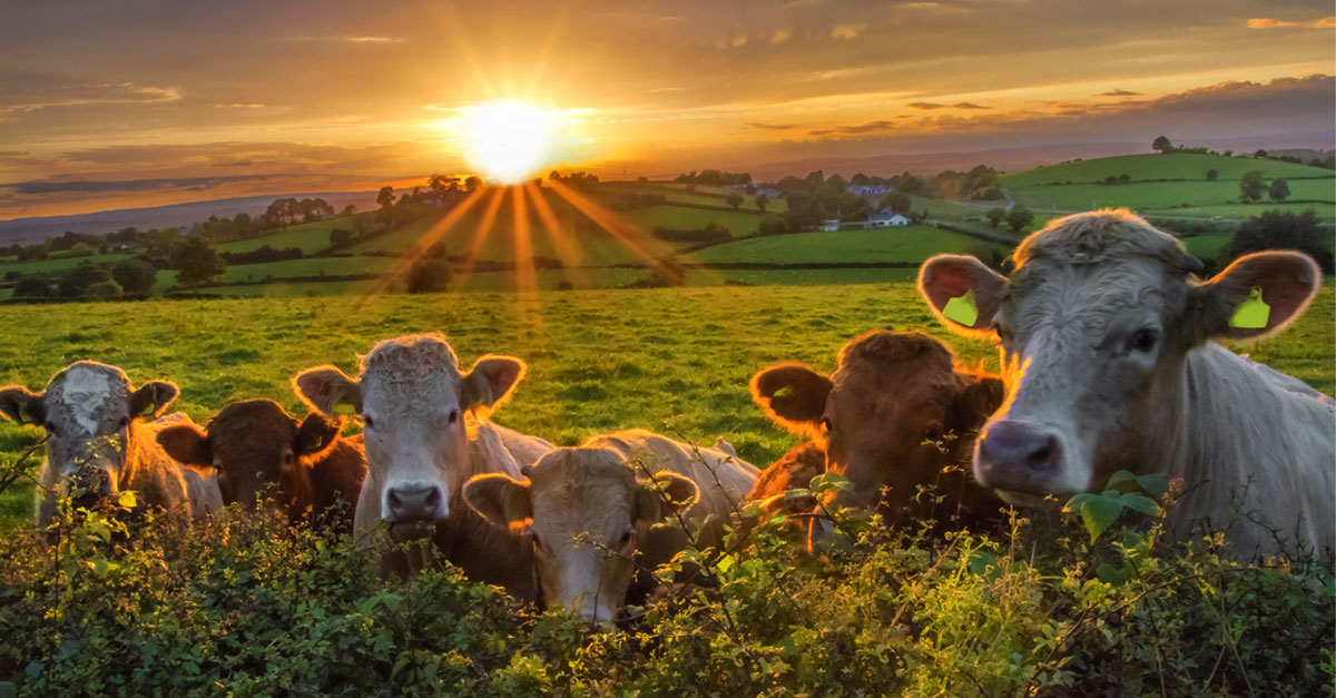 Major farm standards adopt LRQA remote audit technology