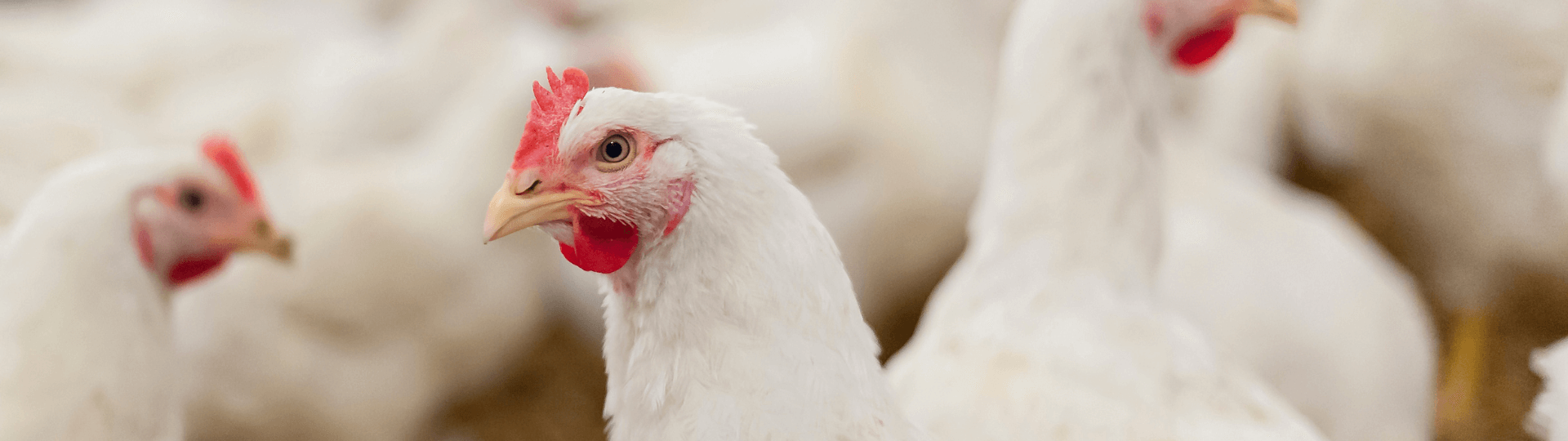 LRQA gains approval for Better Chicken Commitment Module | LRQA