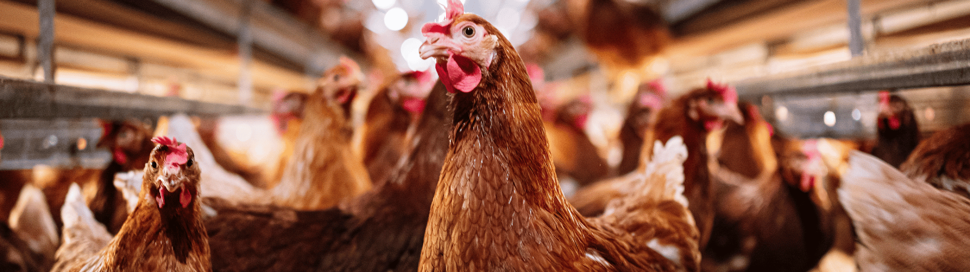 Transition from Global GAP IFA to Farm First