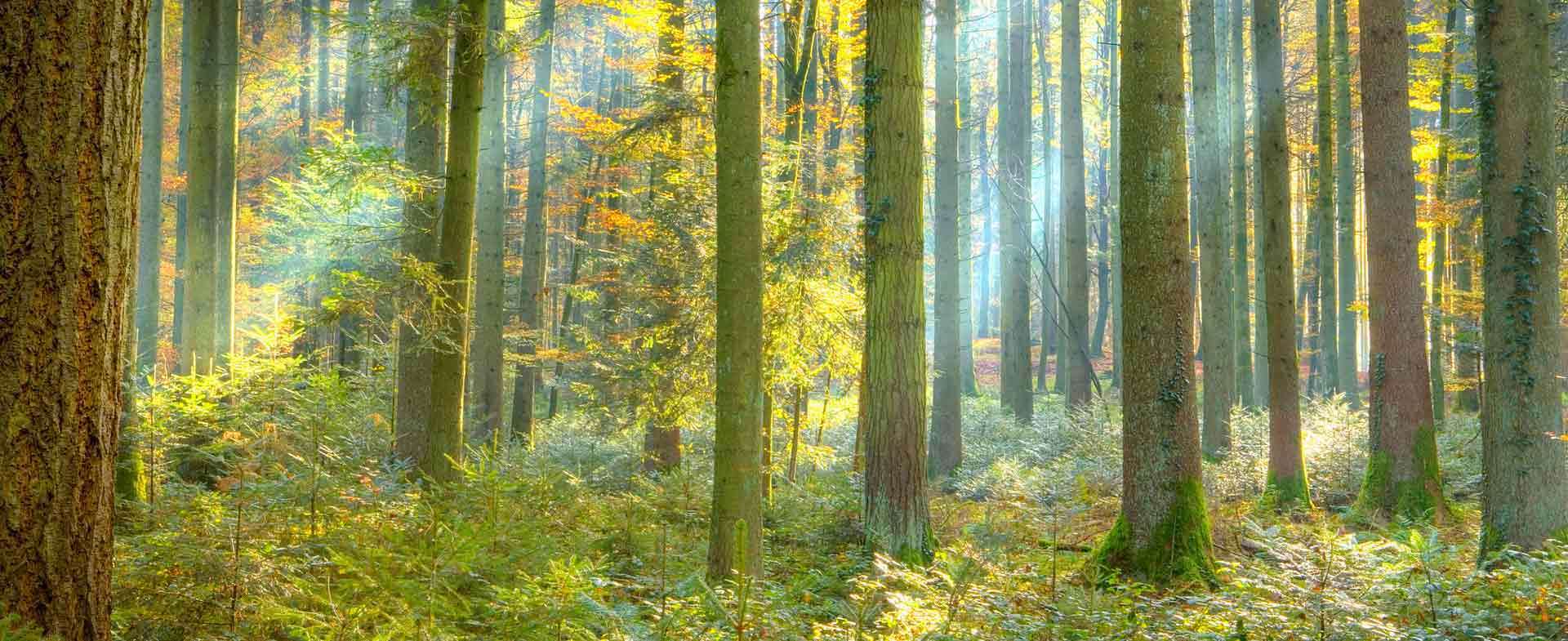 Carbon Footprint And Corporate Decarbonisation | LRQA