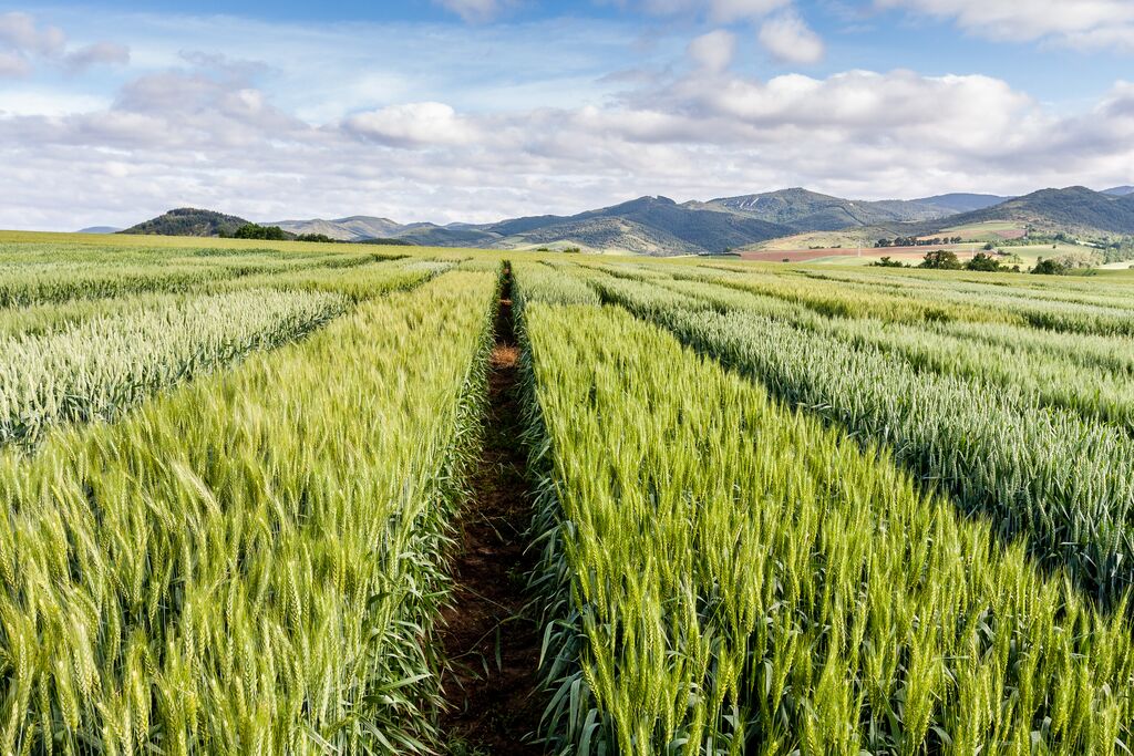 Climate Impact on Food Supply Chains & Sustainable Farming | LRQA